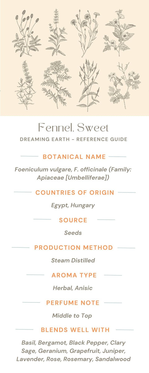 Fennel, Sweet Essential Oil – Dreaming Earth Botanicals