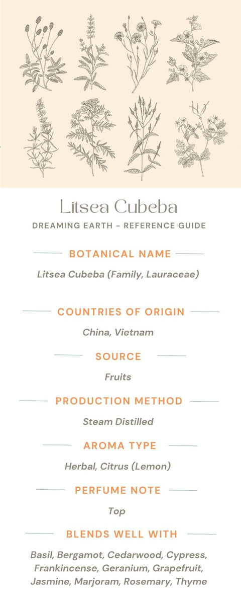 Litsea Cubeba Organic Essential Oil (May Chang) – Dreaming Earth Botanicals